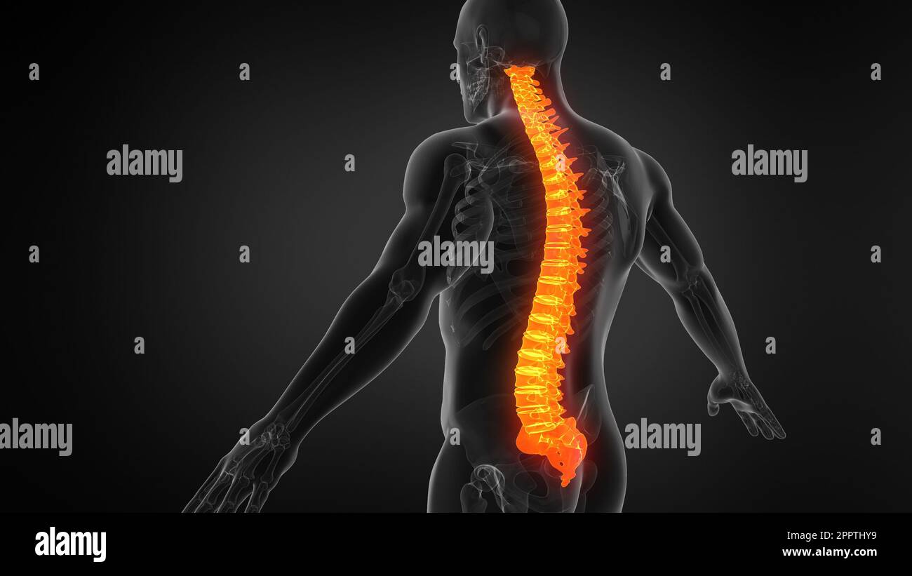 Anatomie de la structure du rachis humain Photo Stock - Alamy