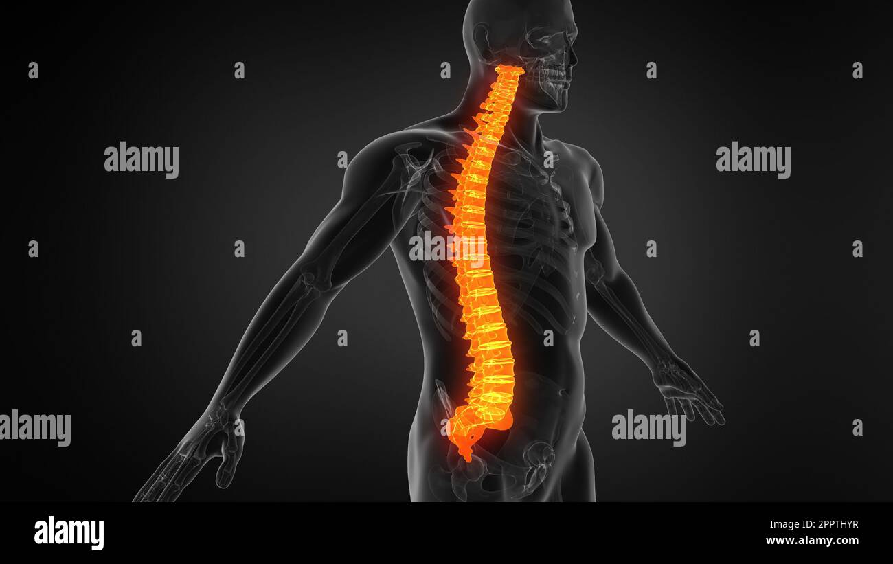 Anatomie de la structure du rachis humain Photo Stock - Alamy