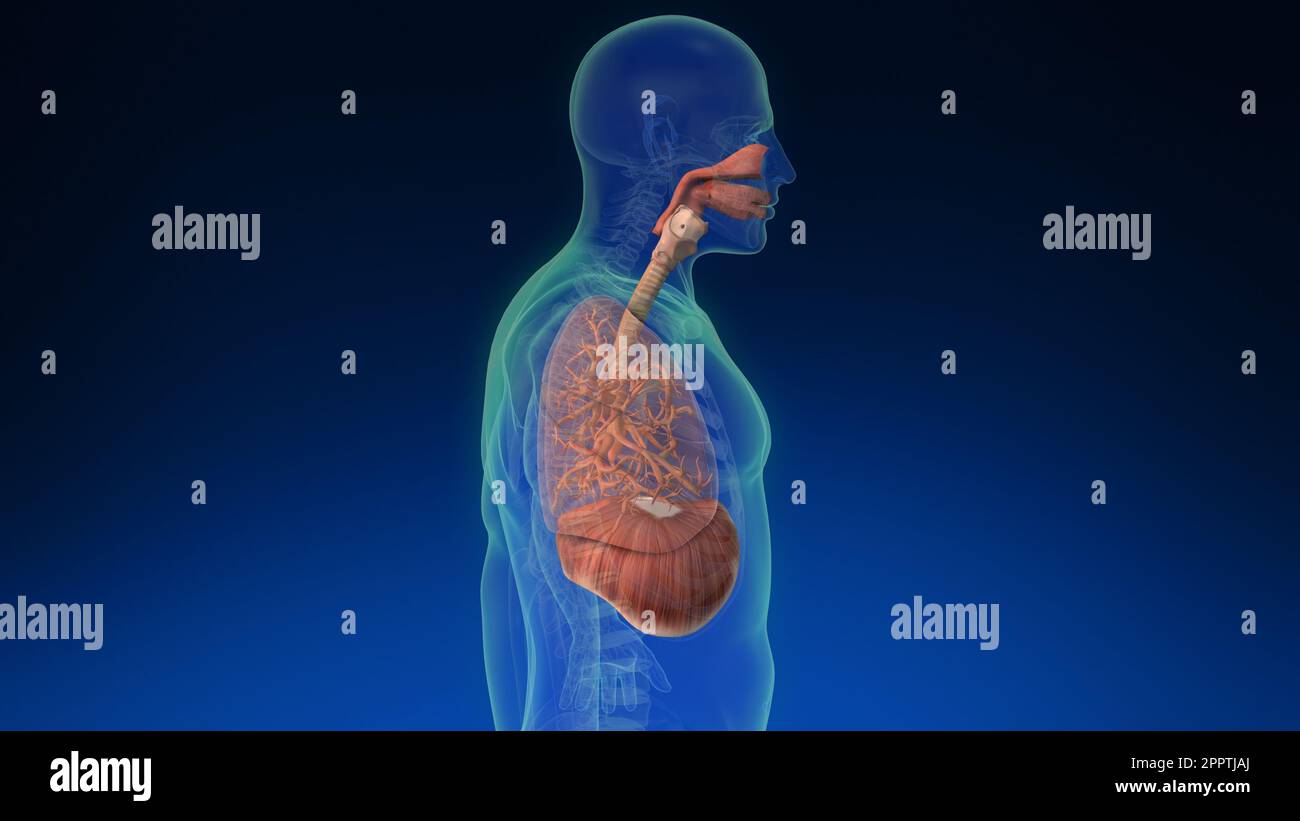 Médical 3D animation du poumon humain à l'intérieur du corps humain ...