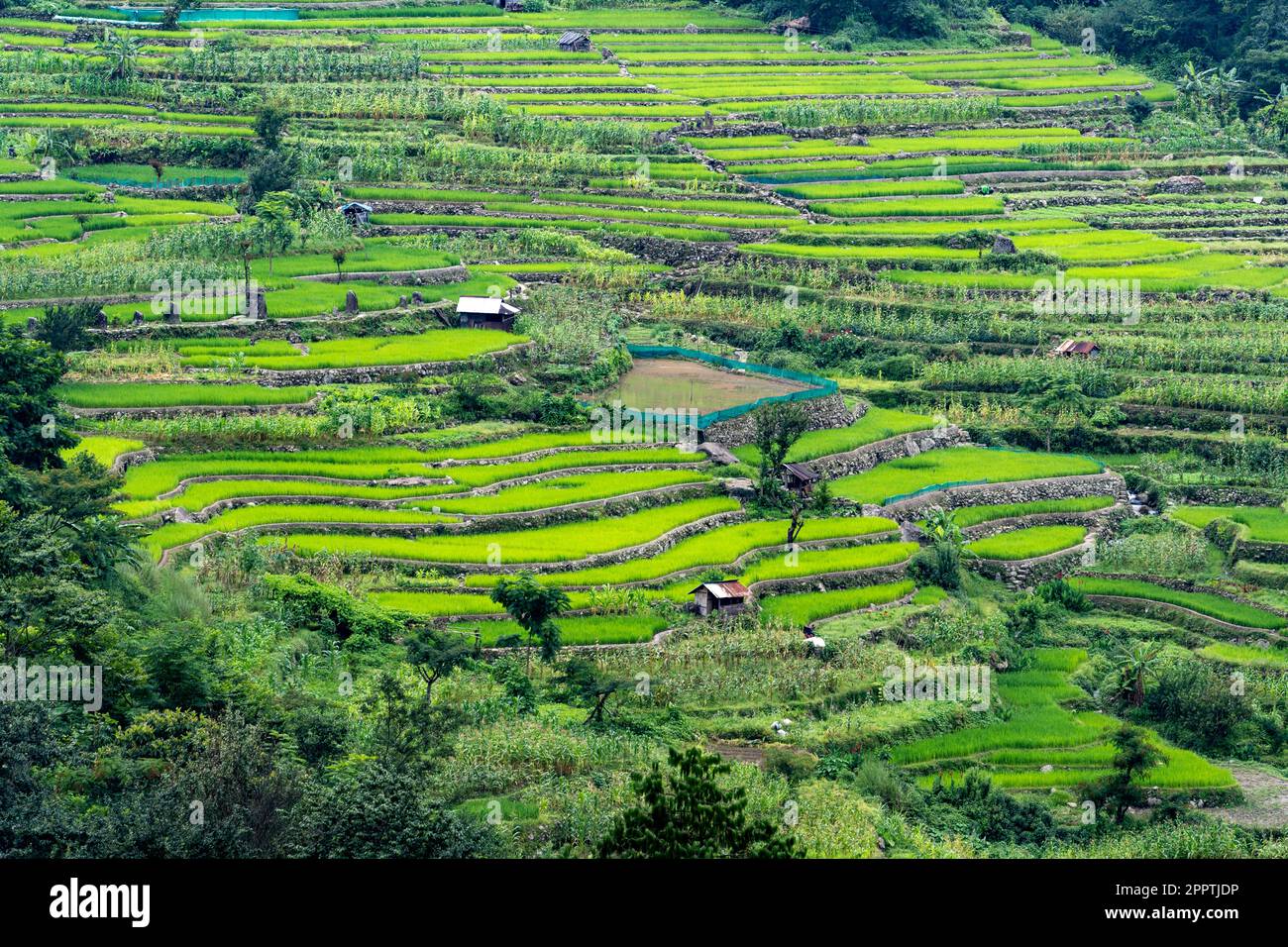 Khonoma village Banque de photographies et d’images à haute résolution ...