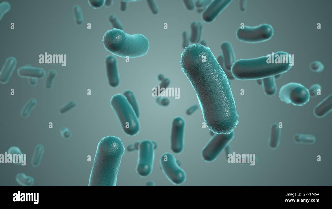 Bactérie Salmonella. S. typhi, S. typhimurium et autres Salmonella ...