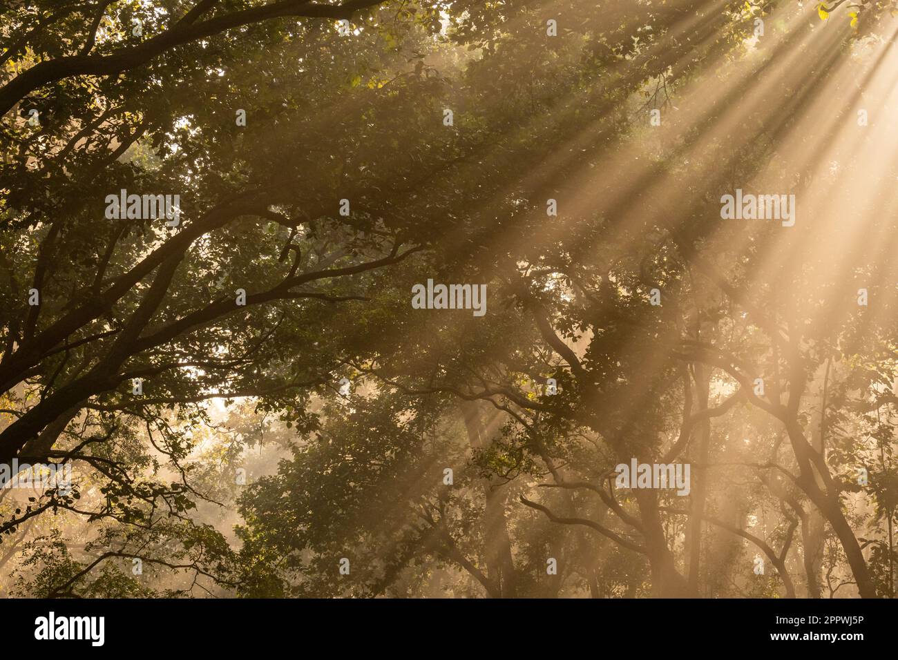 Effet ou phénomène naturel de Tyndall par la lumière du soleil ou les ...
