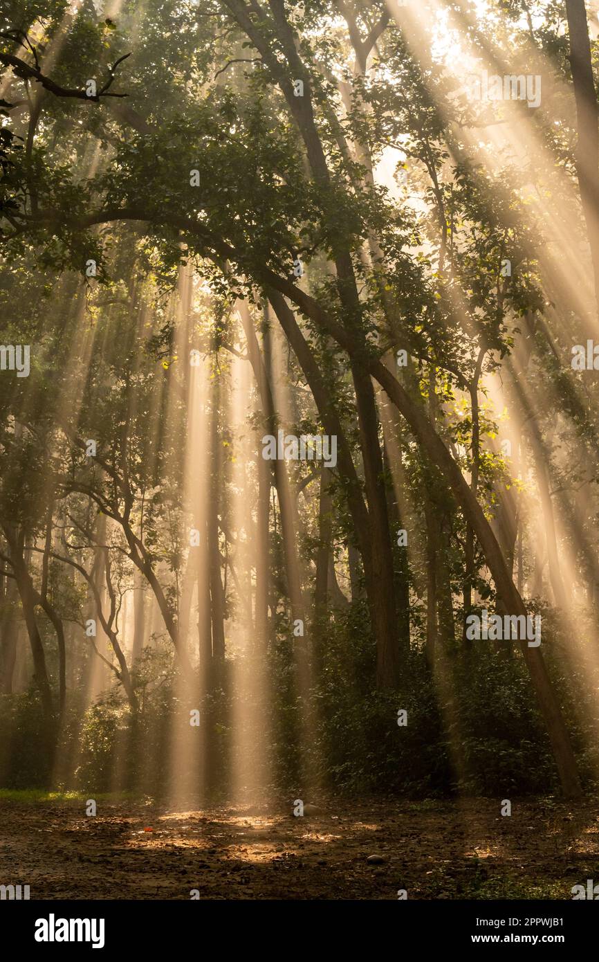 Effet ou phénomène naturel de Tyndall par la lumière du soleil ou les ...