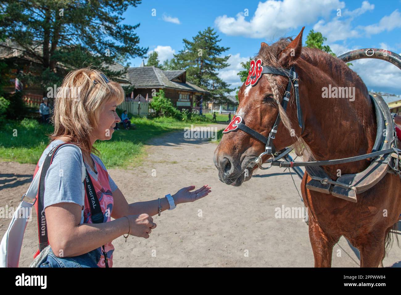 MANDROGI, RUSSIE - 8 JUIN 2015 : un touriste attaque un cheval. La ...