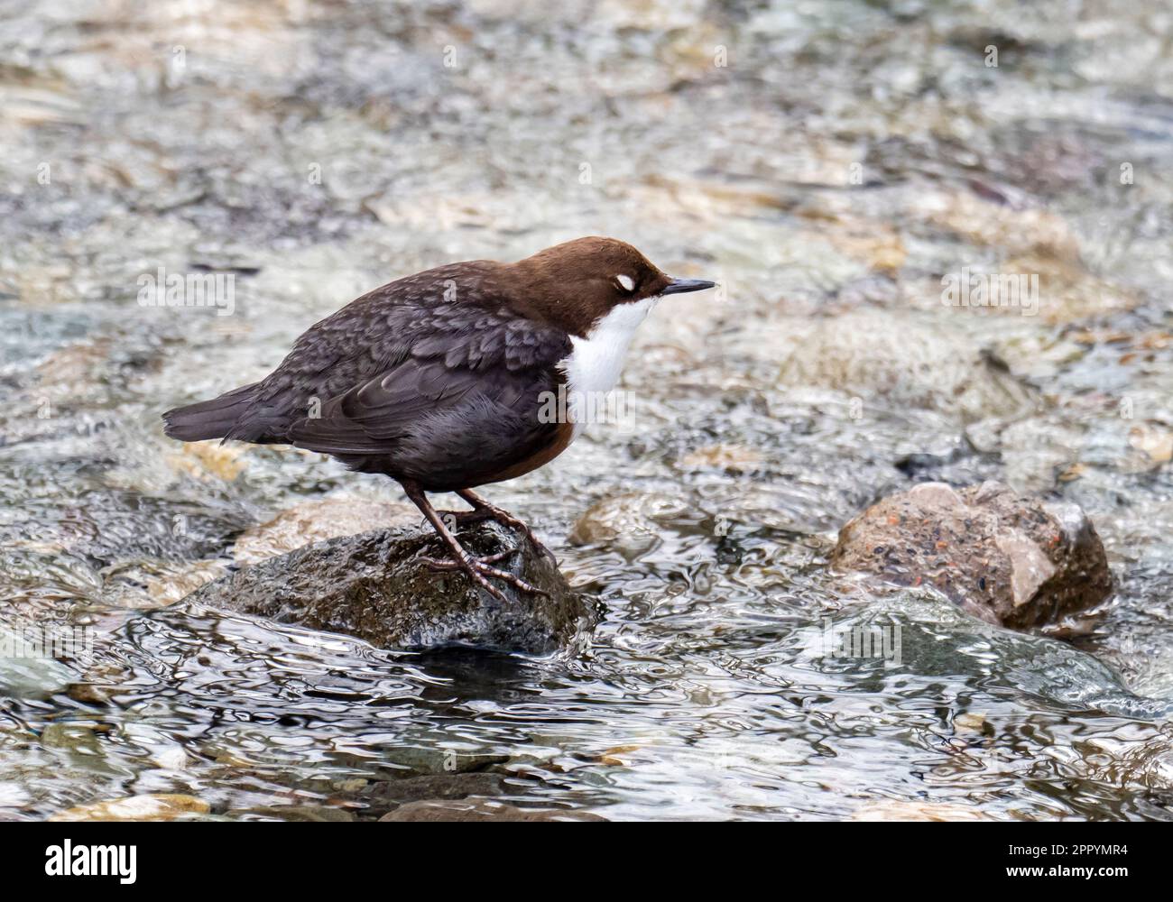 Un balancier, Cinclus inclues sur la rivière Rothay à Ambleside, Lake ...