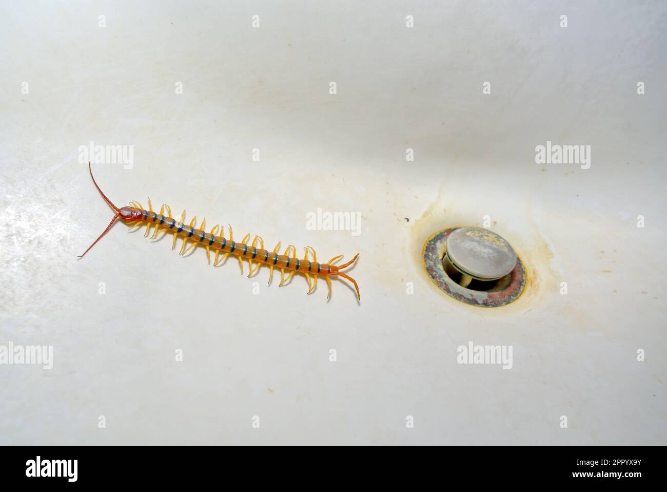 Le géant de l'Arizona Centipede, Scolopendra Heros, qui avait rampé ...