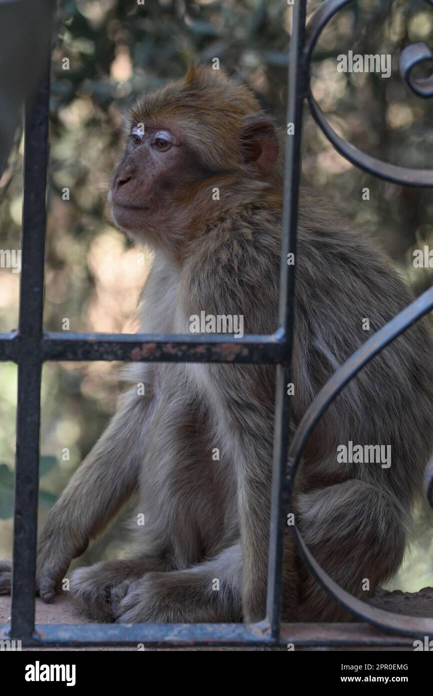 Macaque de barbarie macaca sylvanus infantile Banque de photographies ...