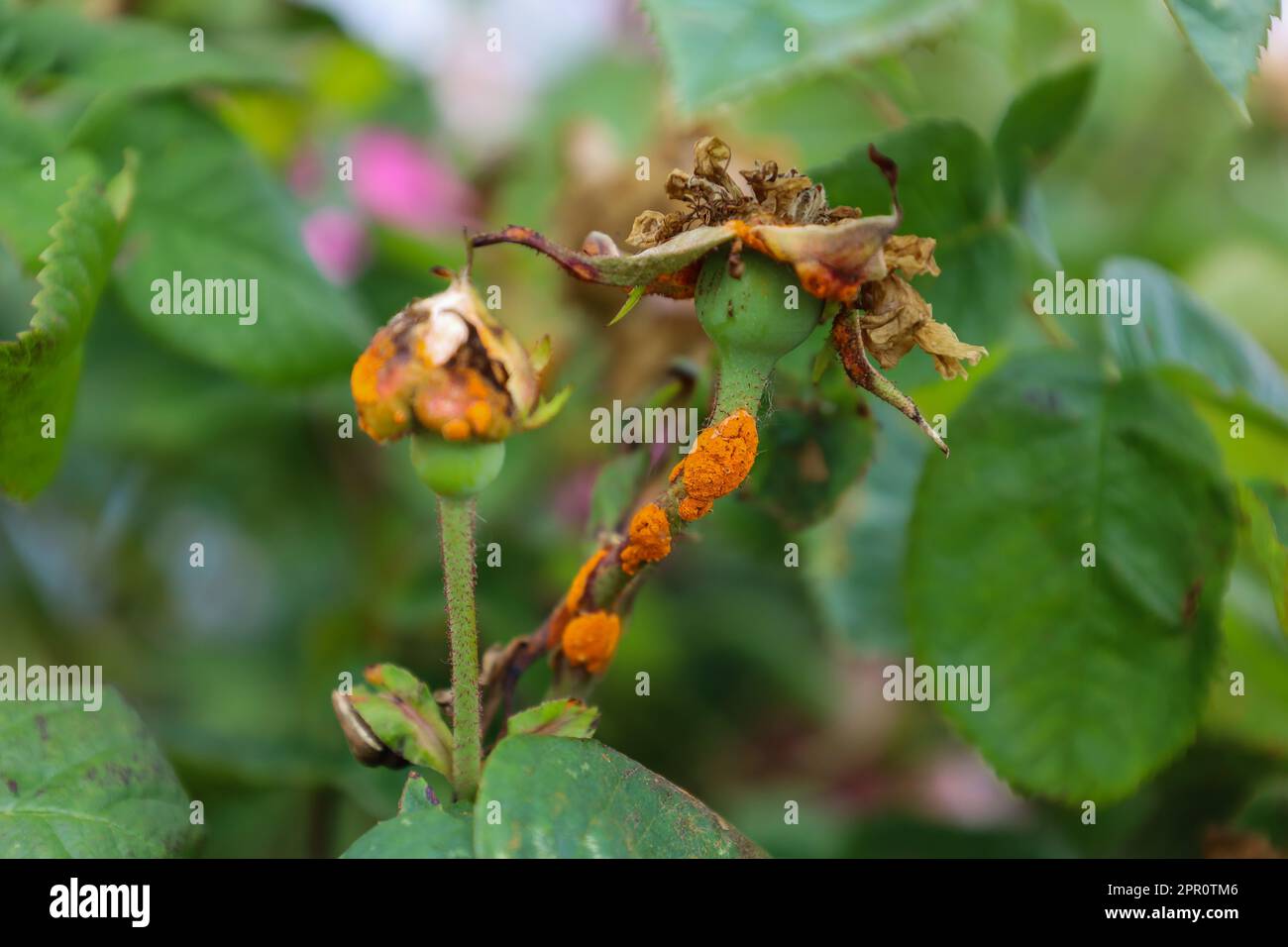 Maladie de la plante dans la famille des Rosaceae. Détérioration de la ...