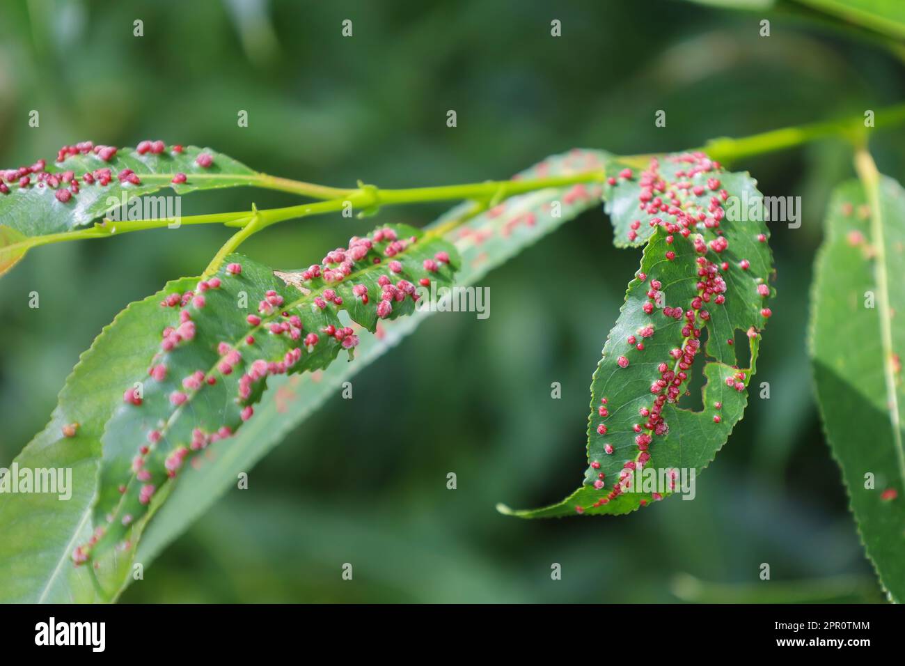 Maladie des feuilles de Salix en gros plan. Dommages aux acariens de la ...