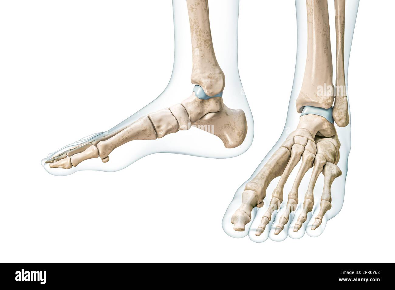 Pieds et chevilles avec contours du corps 3D rendu de l'illustration ...