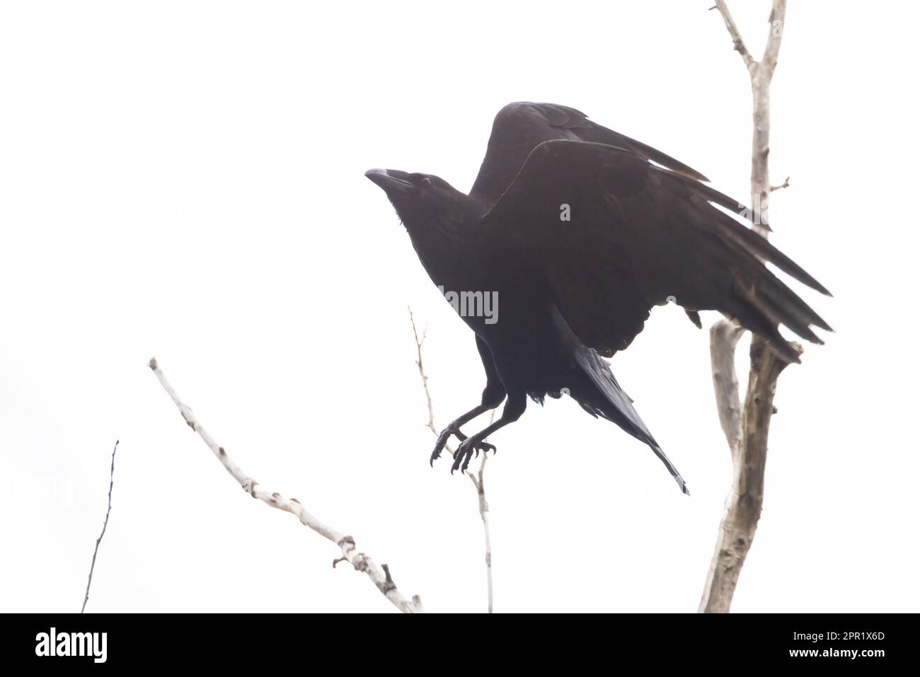 Corbeau en vol Banque d'images détourées - Alamy