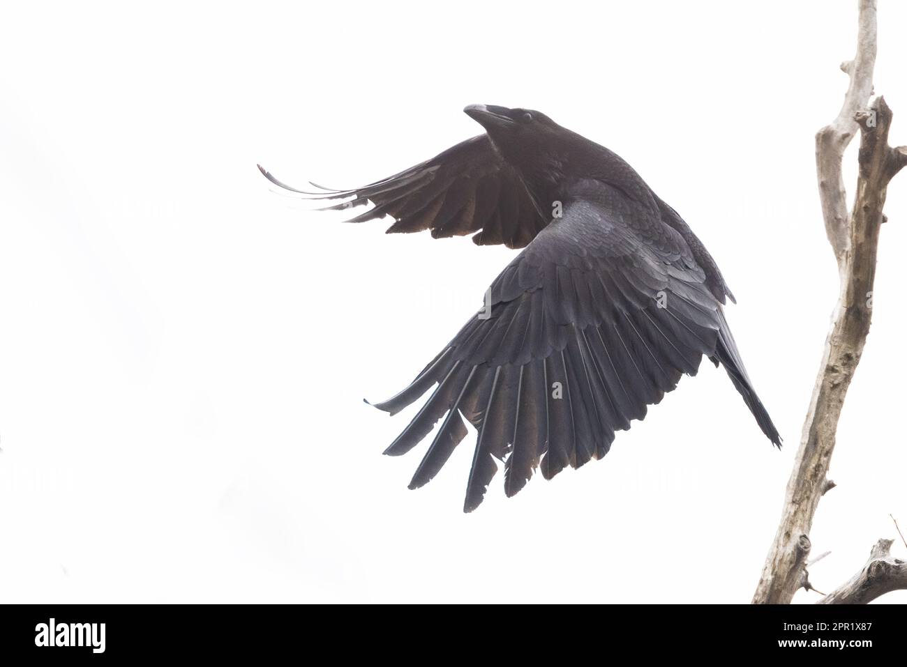 Corbeau en vol Banque d'images détourées - Alamy