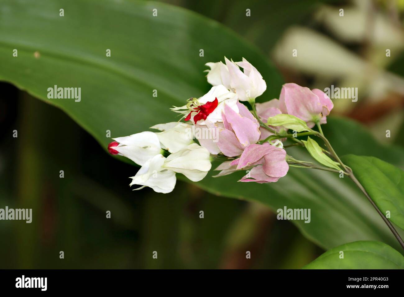 Coeur saignant fleurs de vigne Banque de photographies et d’images à ...