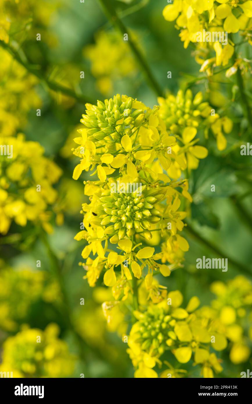 Plantes à moutarde Banque de photographies et d’images à haute ...