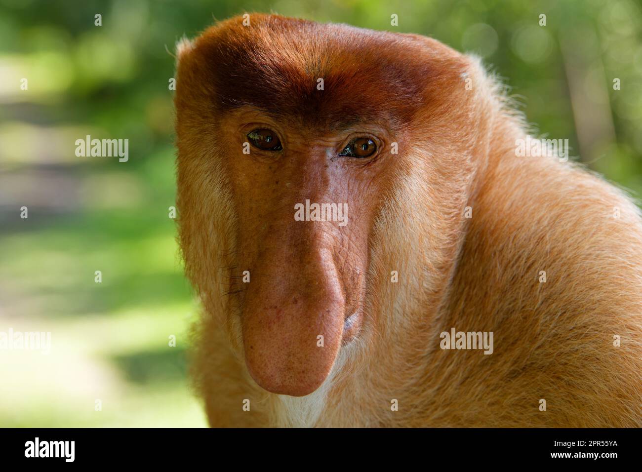 Dutch monkey Banque de photographies et d’images à haute résolution - Alamy
