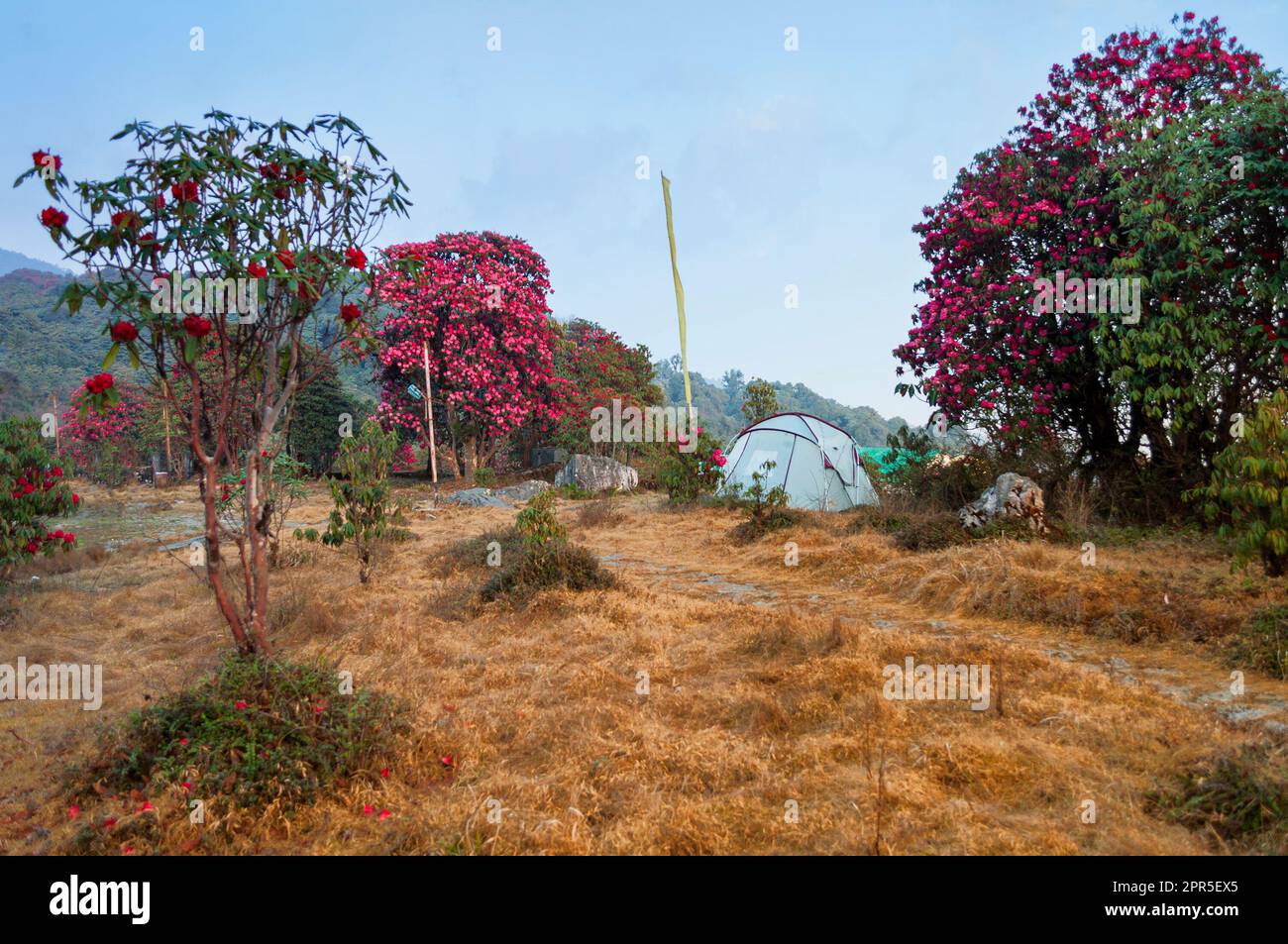 Barsey rhododendron sanctuary Banque de photographies et d’images à ...