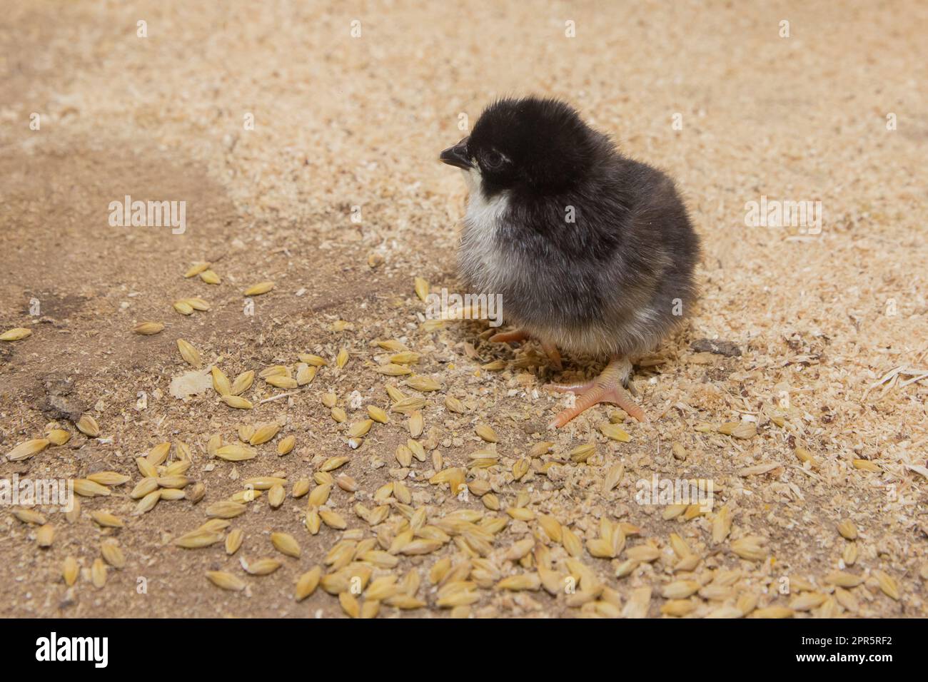 Poussin mignon Banque de photographies et d’images à haute résolution ...