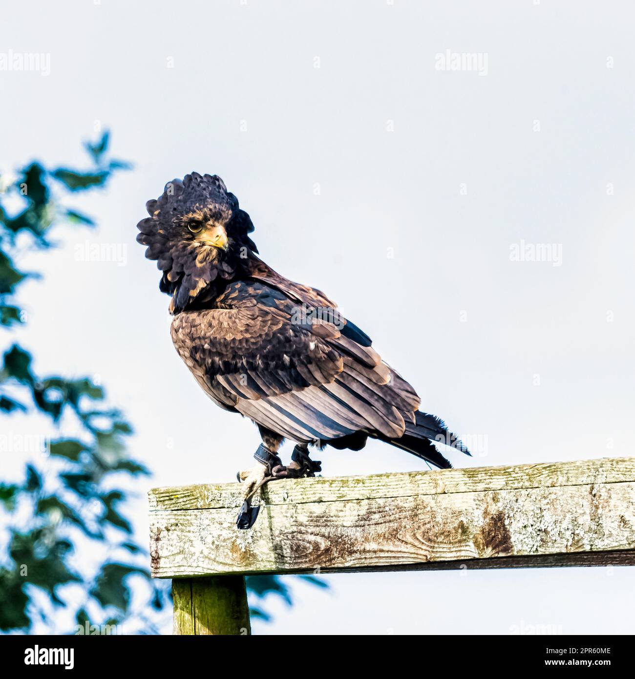 Oiseau de jardin de taille moyenne Banque de photographies et d’images ...