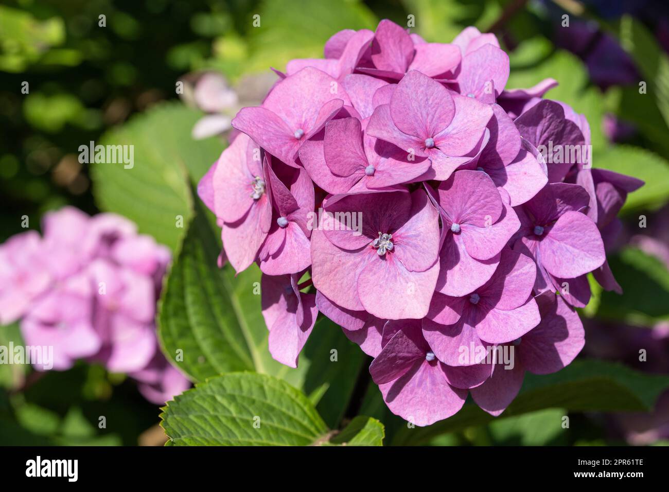 Hydrangea macrophylla penny mac Banque de photographies et d’images à ...