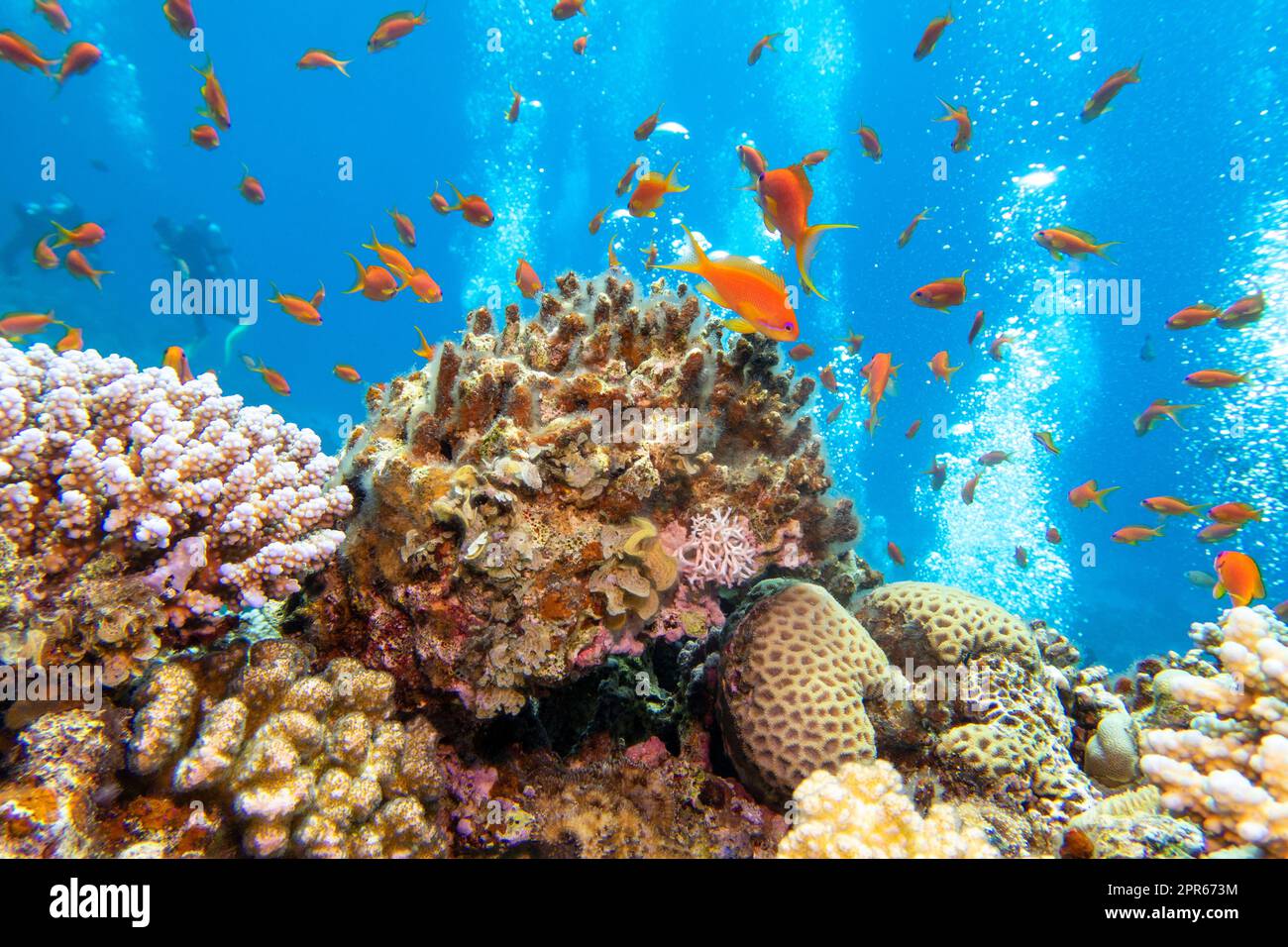 Corail pittoresque et coloré au fond de la mer tropicale, coraux durs ...
