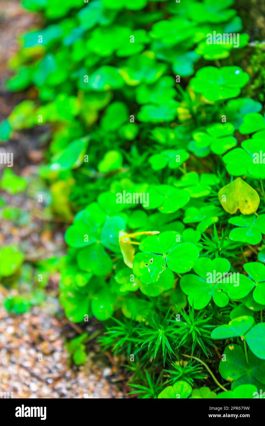 Trèfle rampant Banque de photographies et d’images à haute résolution ...