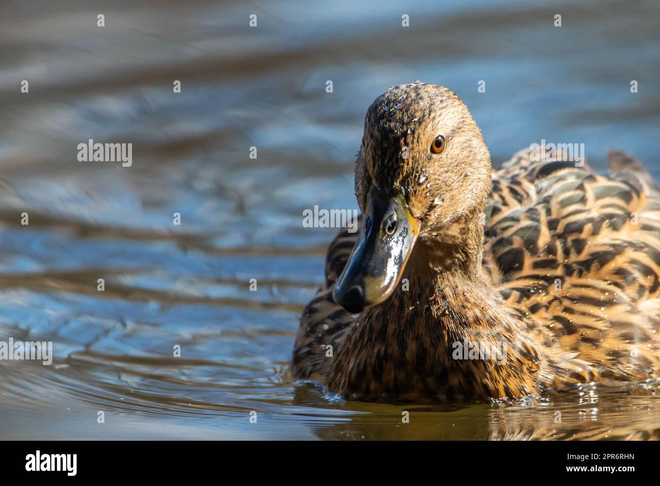 Les garganeys Banque de photographies et d’images à haute résolution ...