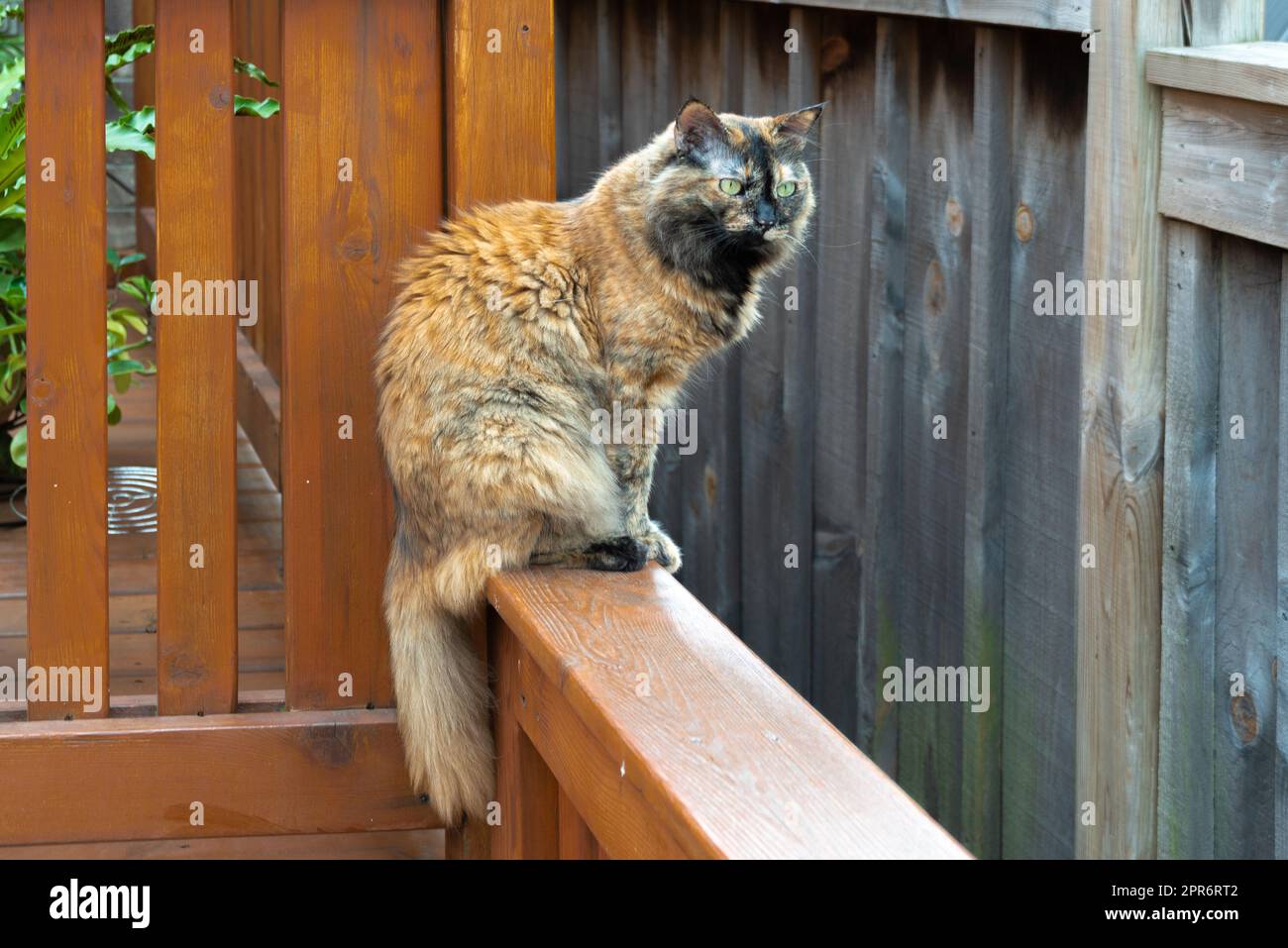 Chat calicot sur un arbre Banque de photographies et d’images à haute ...
