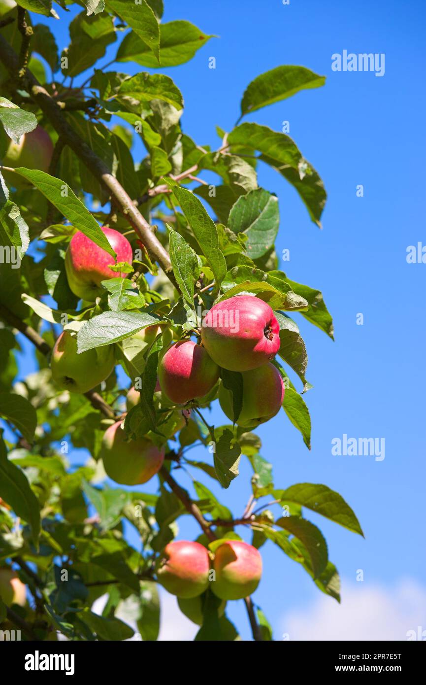 Faire pousser des produits du jardin pendant Banque de photographies et ...