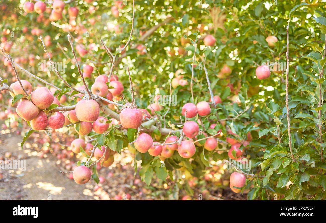 Pommier dans le paysage de champ Banque de photographies et d’images à ...
