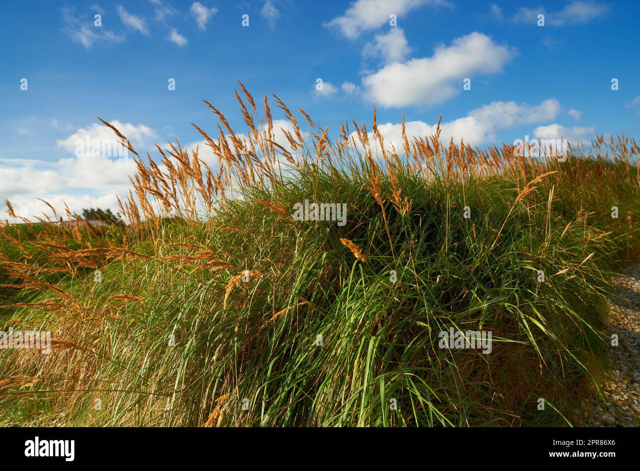 Champ d'herbe verte campagne colline Banque de photographies et d ...