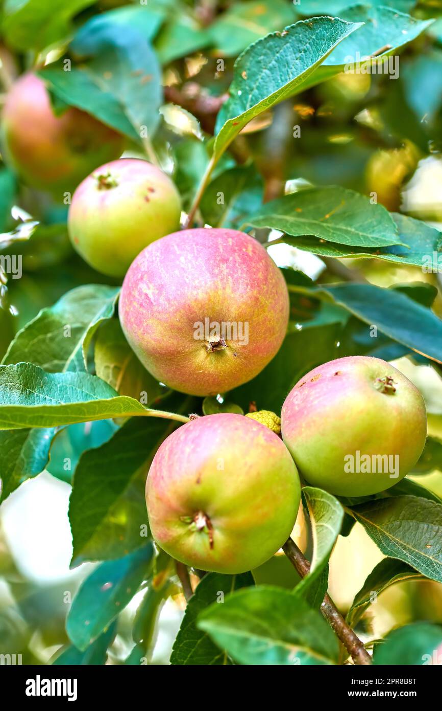 La culture des pommes Banque de photographies et d’images à haute ...