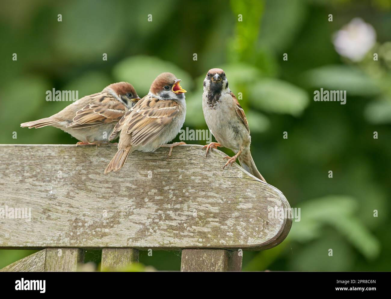 Petits oiseaux passereaux Banque de photographies et d’images à haute ...
