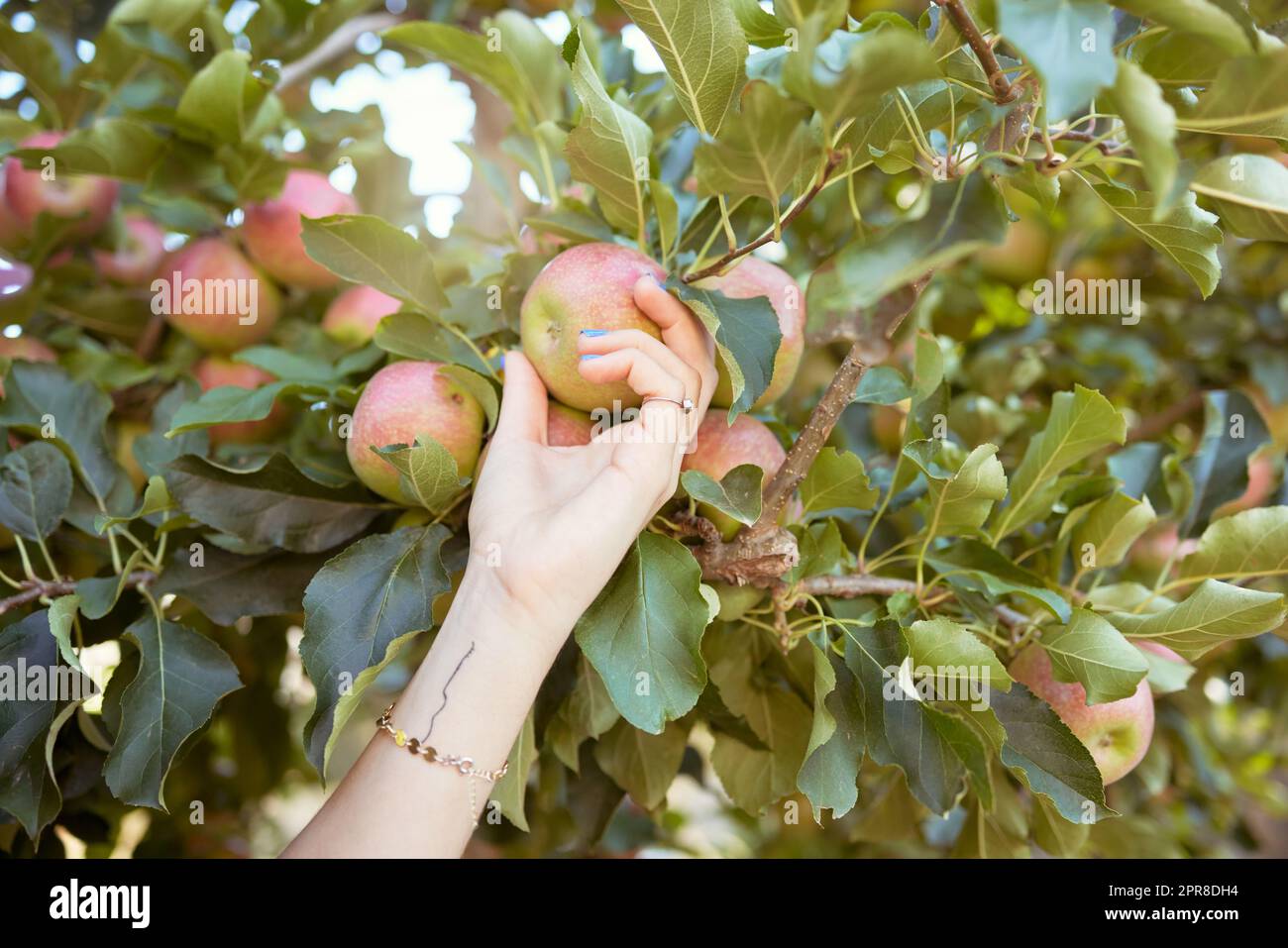 Les mains de fermier moissonnant des fruits biologiques nutritifs ...