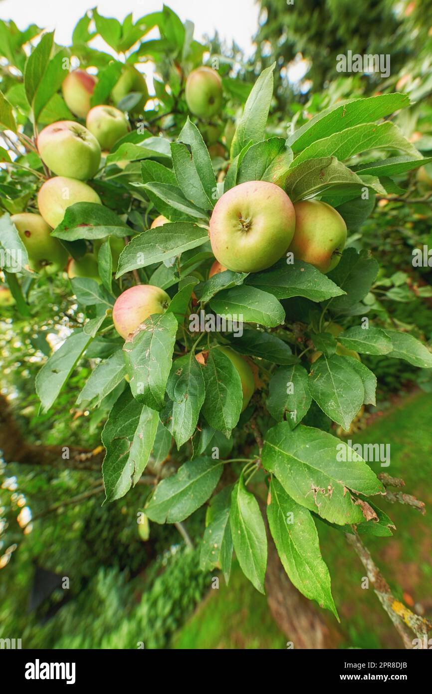 Gros plan de pommes vertes et rouges qui poussent sur la branche d'un ...