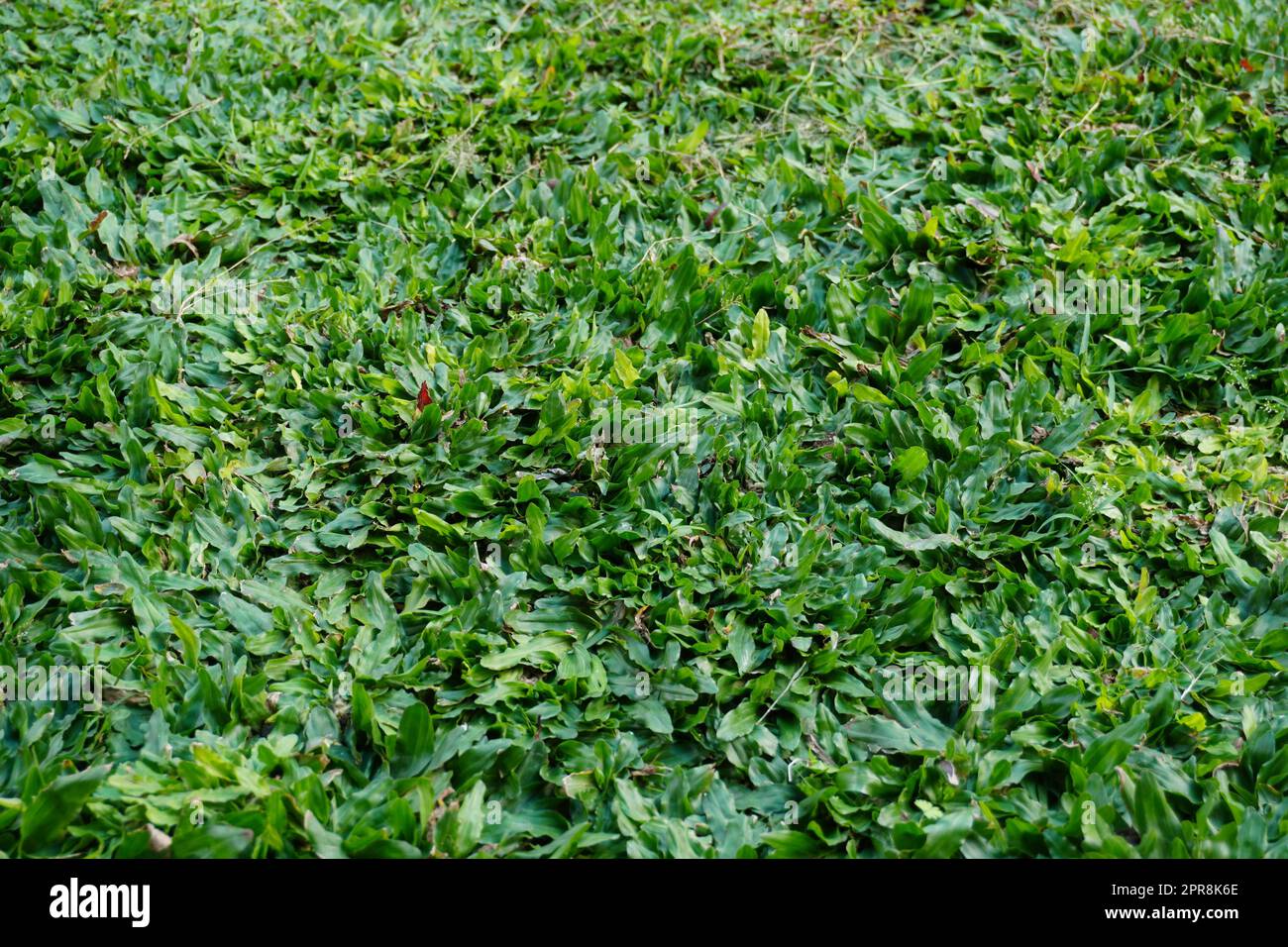 Grass texture football golf court Banque de photographies et d’images à ...