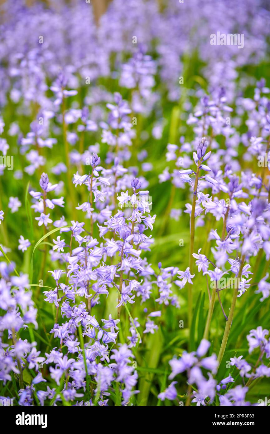 Kent bell Banque de photographies et d’images à haute résolution - Alamy