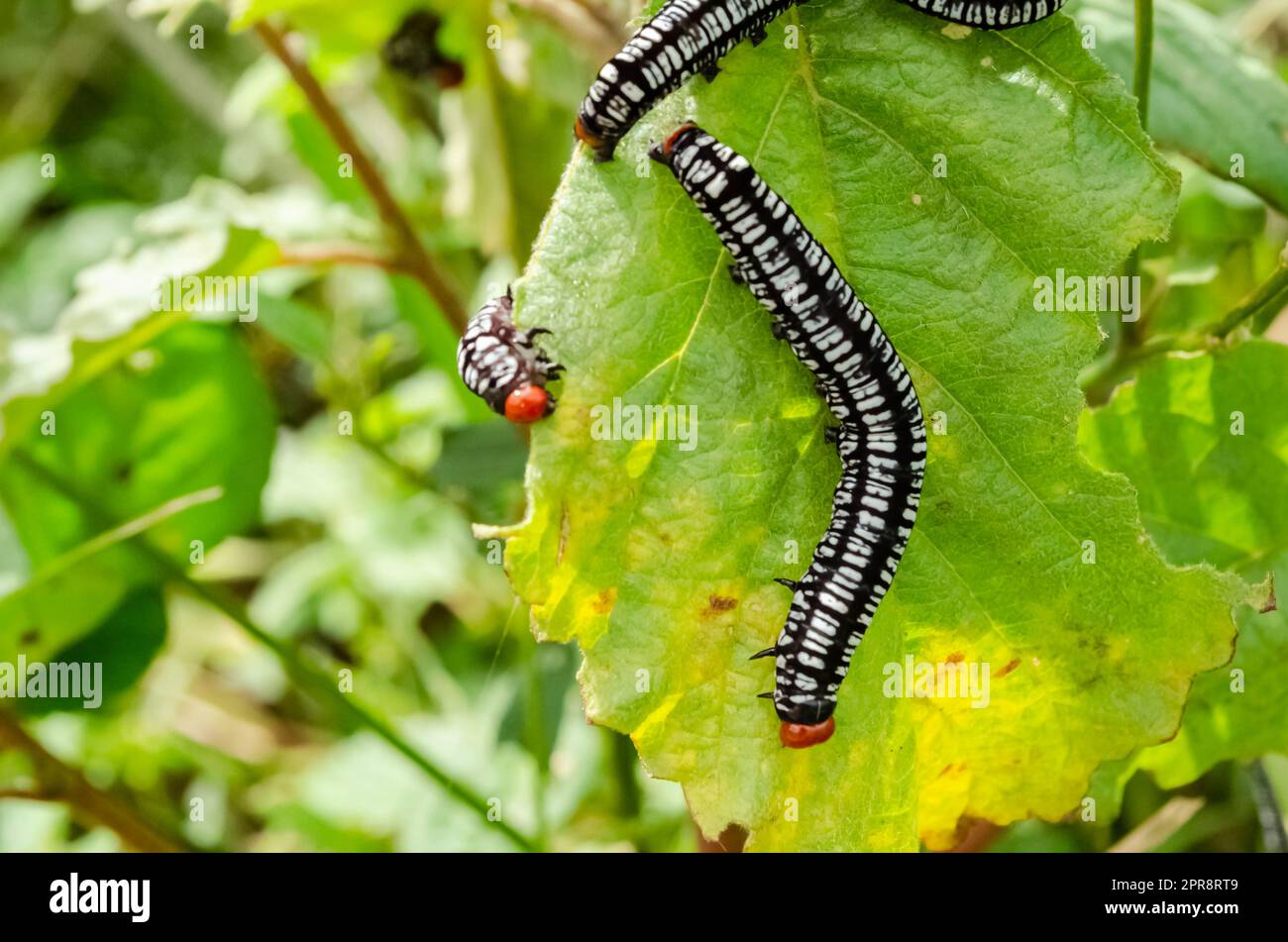 M picta Banque de photographies et d’images à haute résolution - Alamy