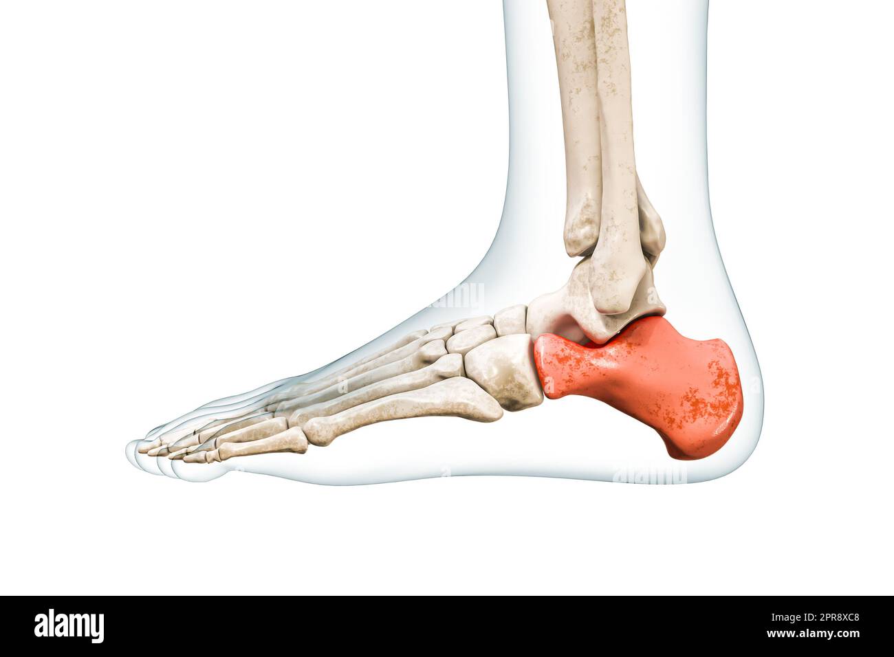 OS tarsien calcanéus en rouge avec le corps 3D illustration de rendu ...