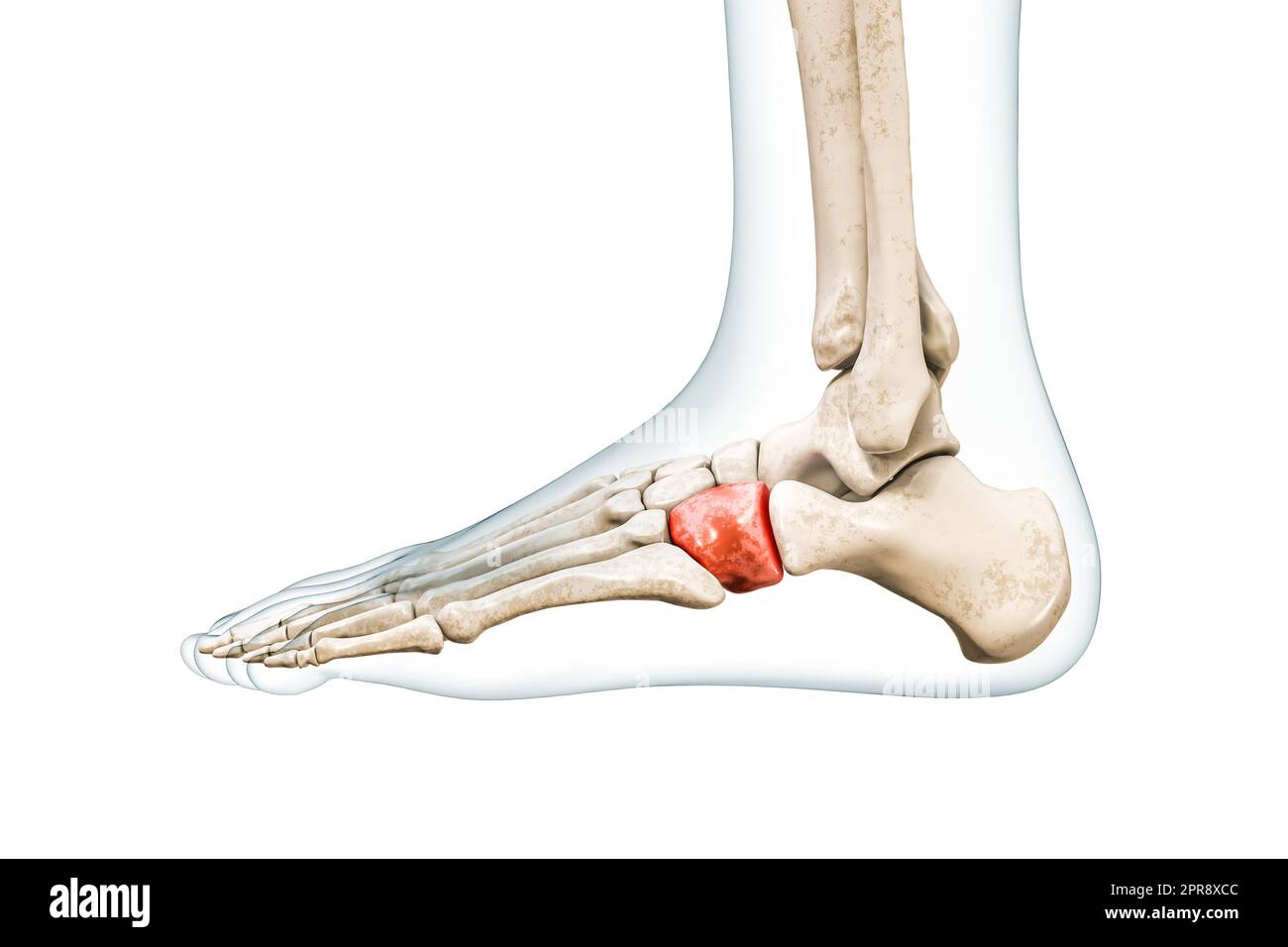 OS tarsien cuboïde en rouge avec l'illustration de rendu corps 3D ...