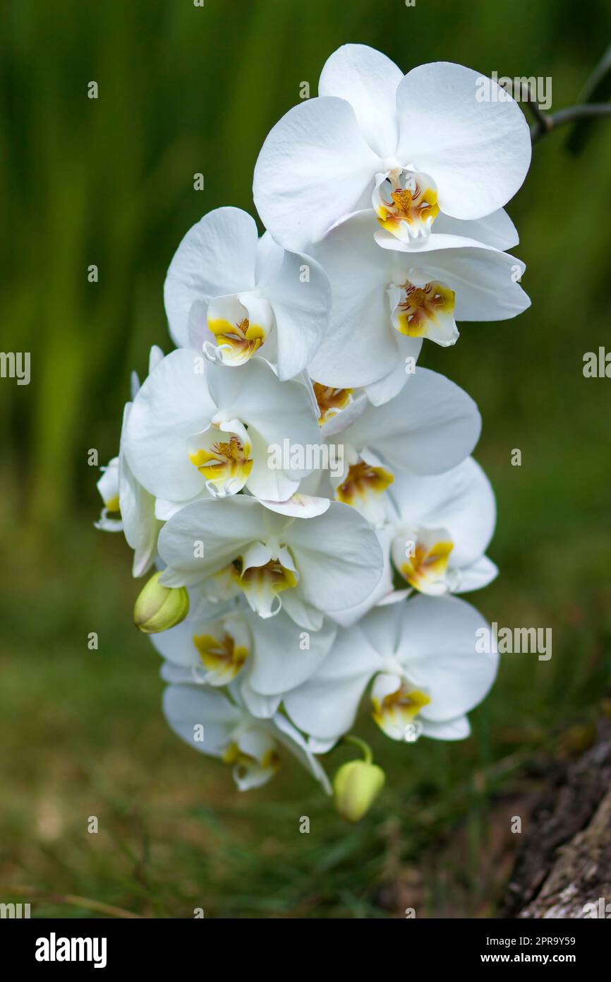 Beautiful phalaenopsis Banque de photographies et d’images à haute résolution - Alamy