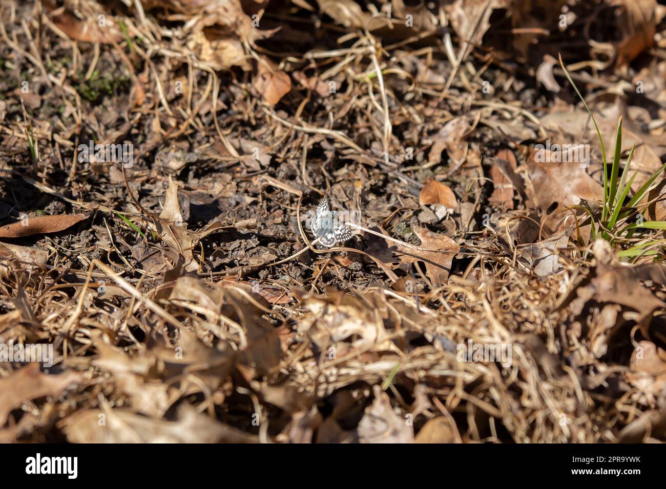 Checkered skipper Banque de photographies et d’images à haute ...