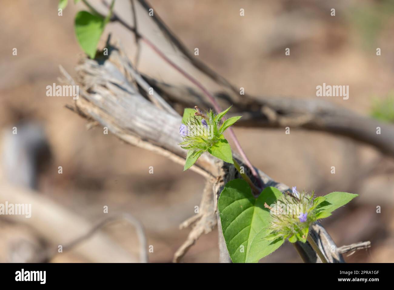 Budding blooms Banque de photographies et d’images à haute résolution - Alamy