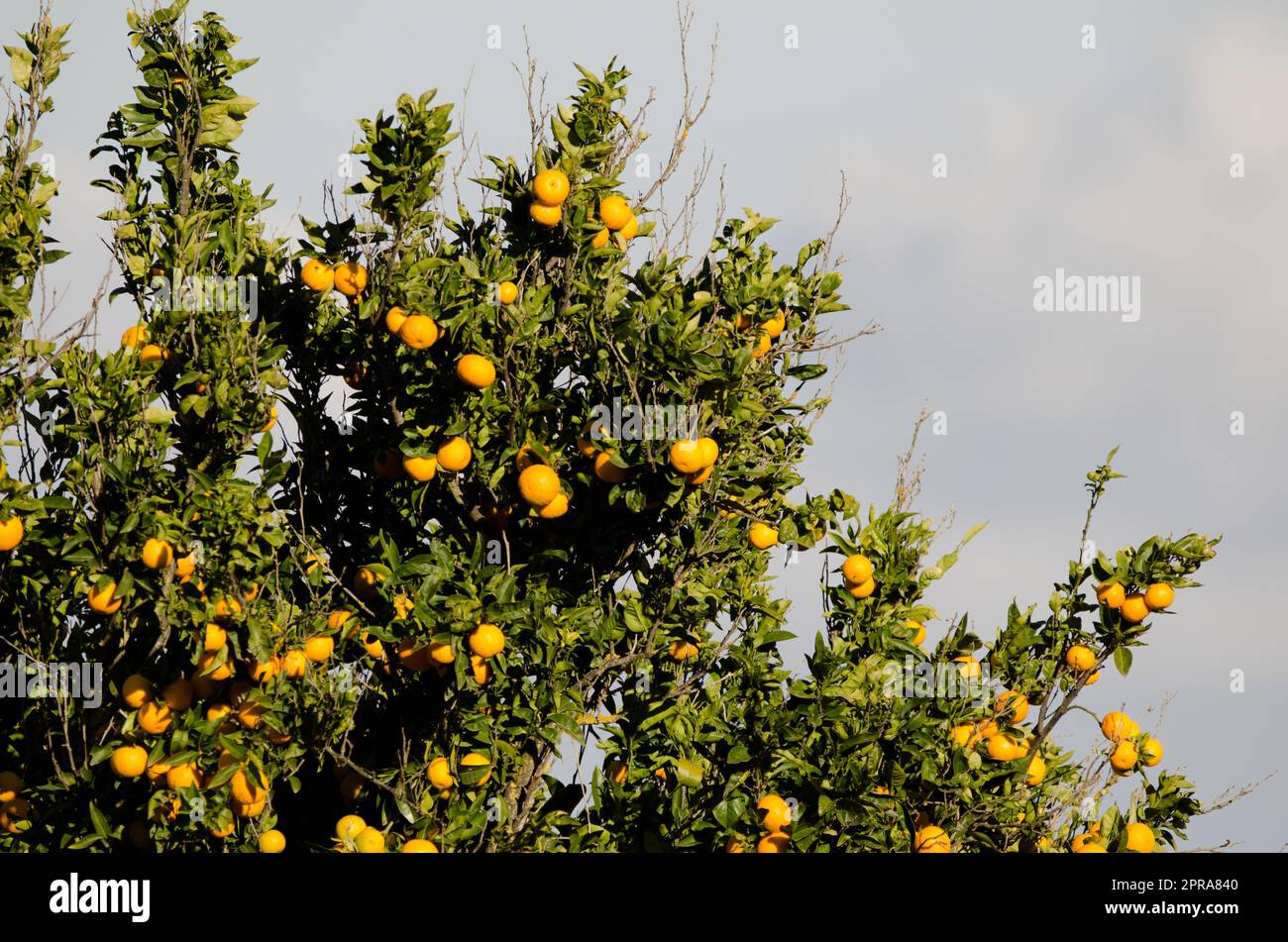 Orange plant citrus x sinensis fruits Banque de photographies et d ...