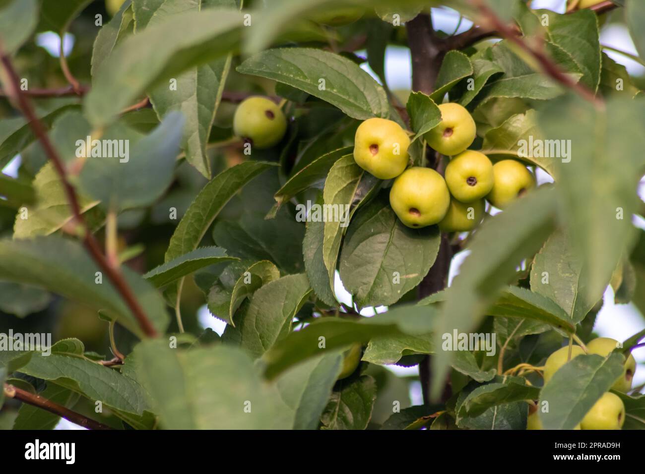 Cerise verte Banque de photographies et d’images à haute résolution - Alamy