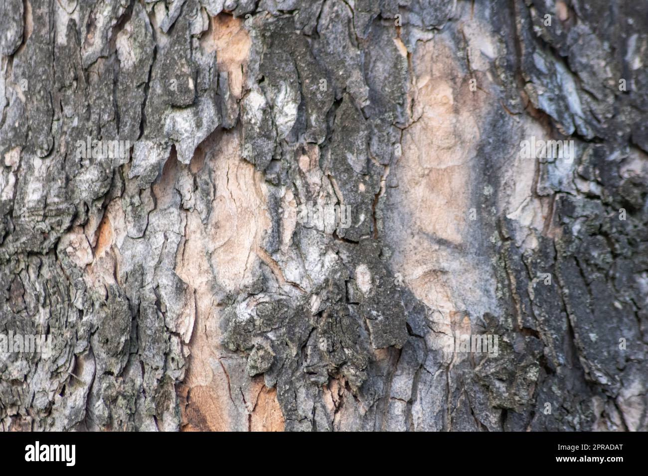 L'écorce d'arbre avec des structures naturelles fines et la patine d ...