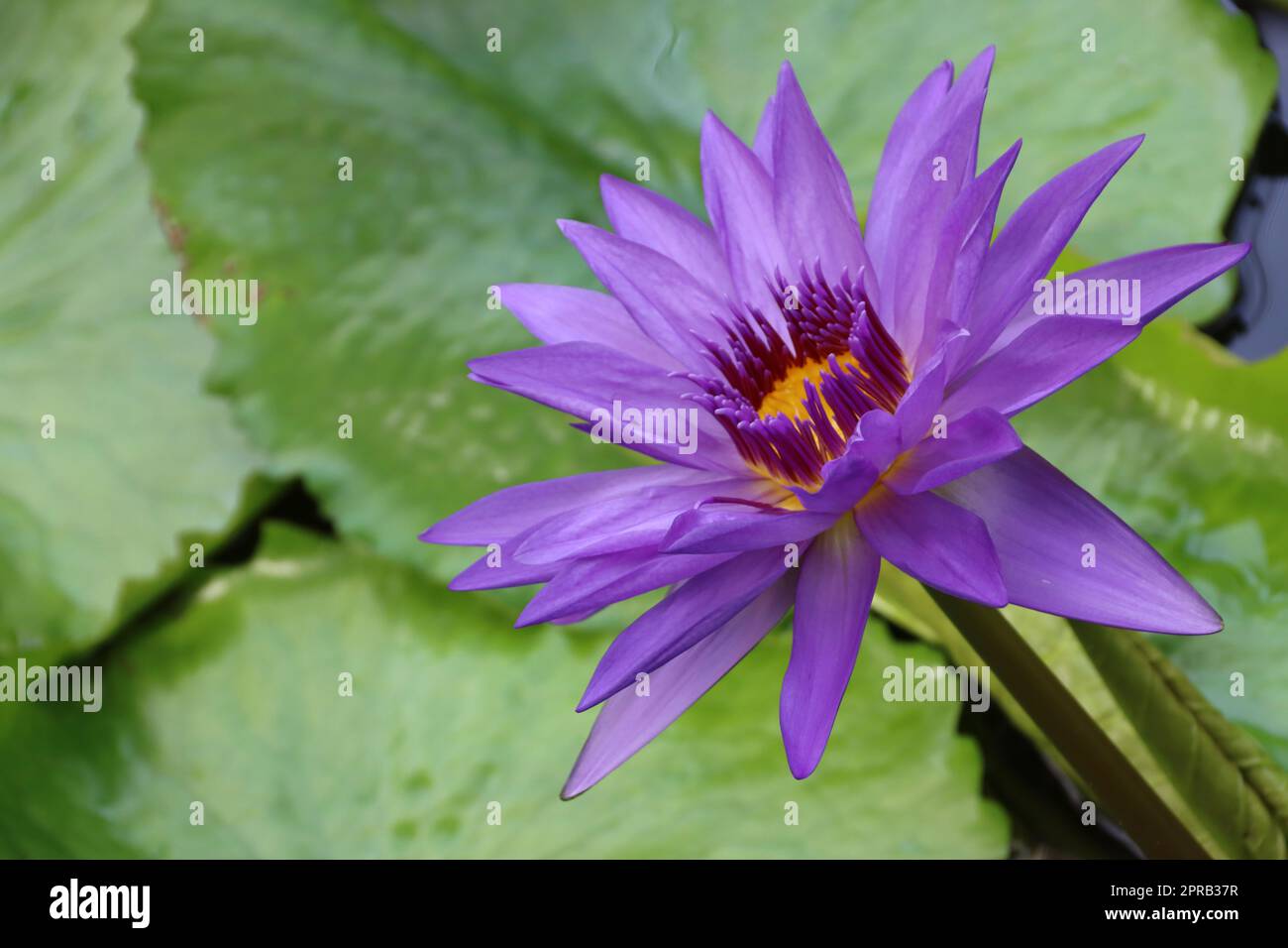 T x Banque de photographies et d’images à haute résolution - Alamy