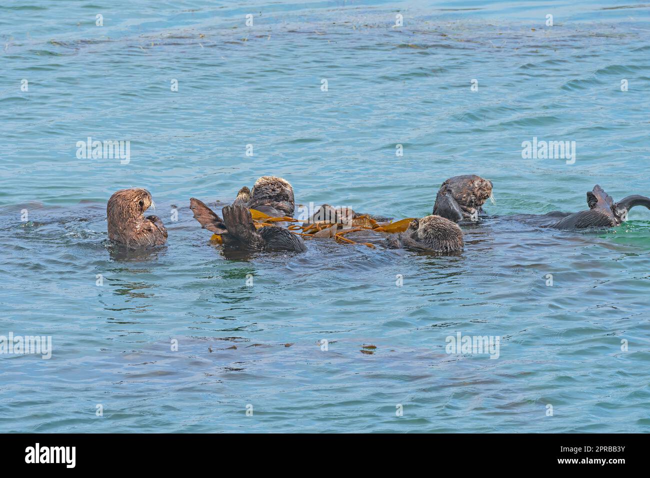 Radeau de loutres de mer Banque de photographies et d’images à haute ...