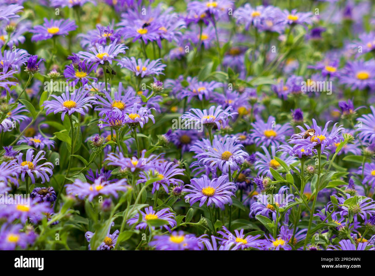 Alpine aster aster alpinus Banque de photographies et d’images à haute ...