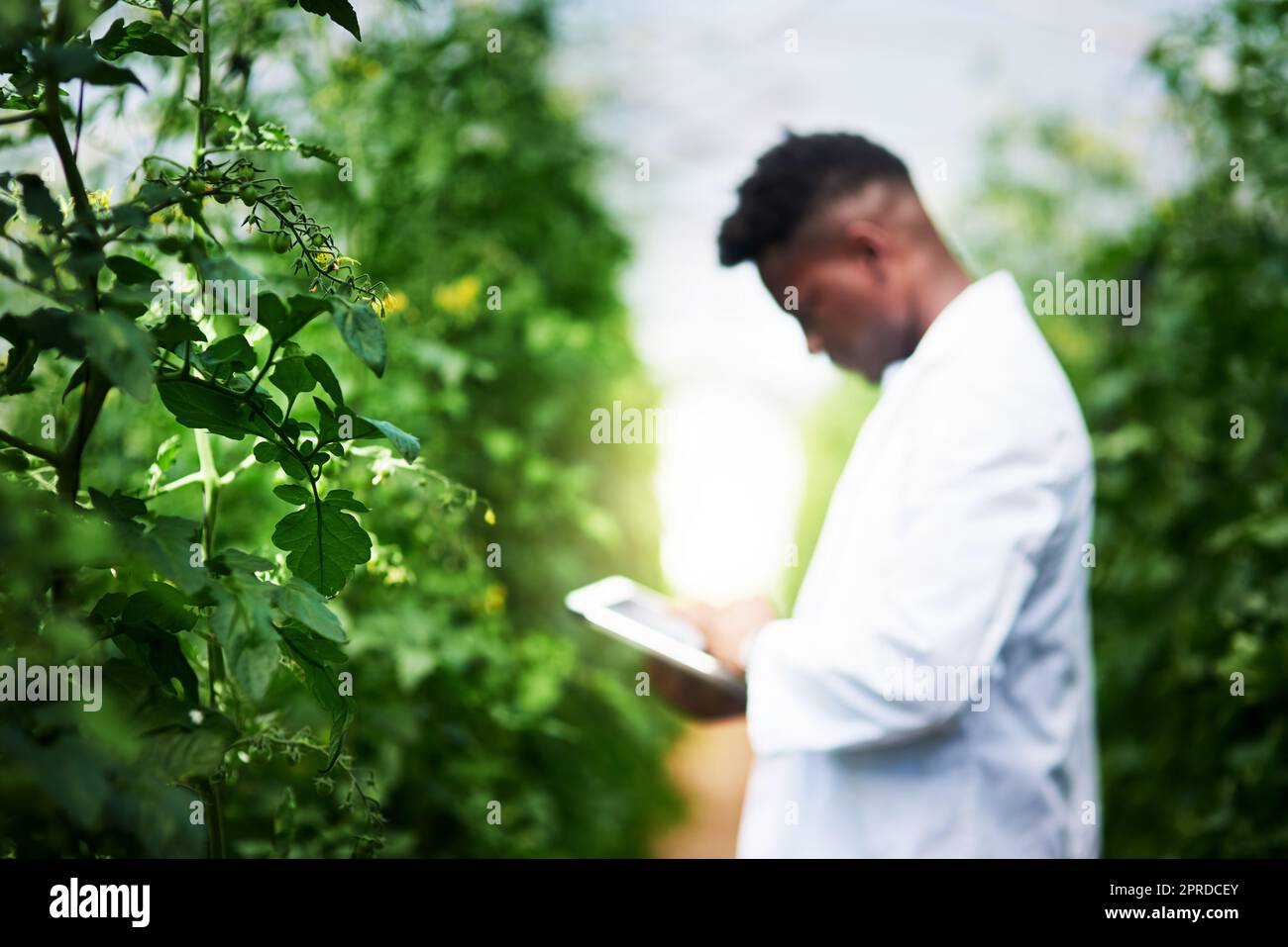 Studying plants Banque de photographies et d’images à haute résolution ...