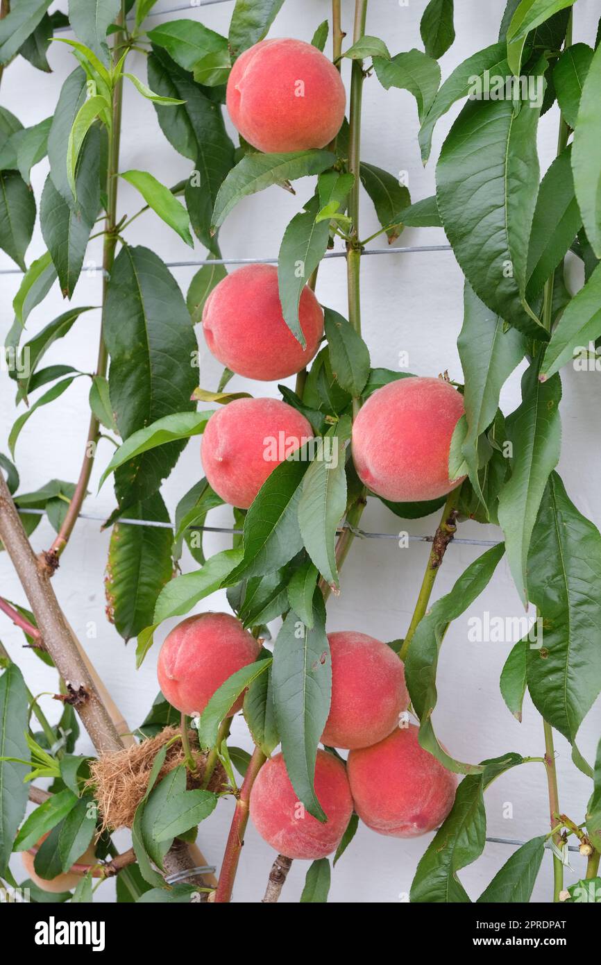 Prunus persica Redhaven, Peach Redhaven, fruits mûrs poussant sur un ...